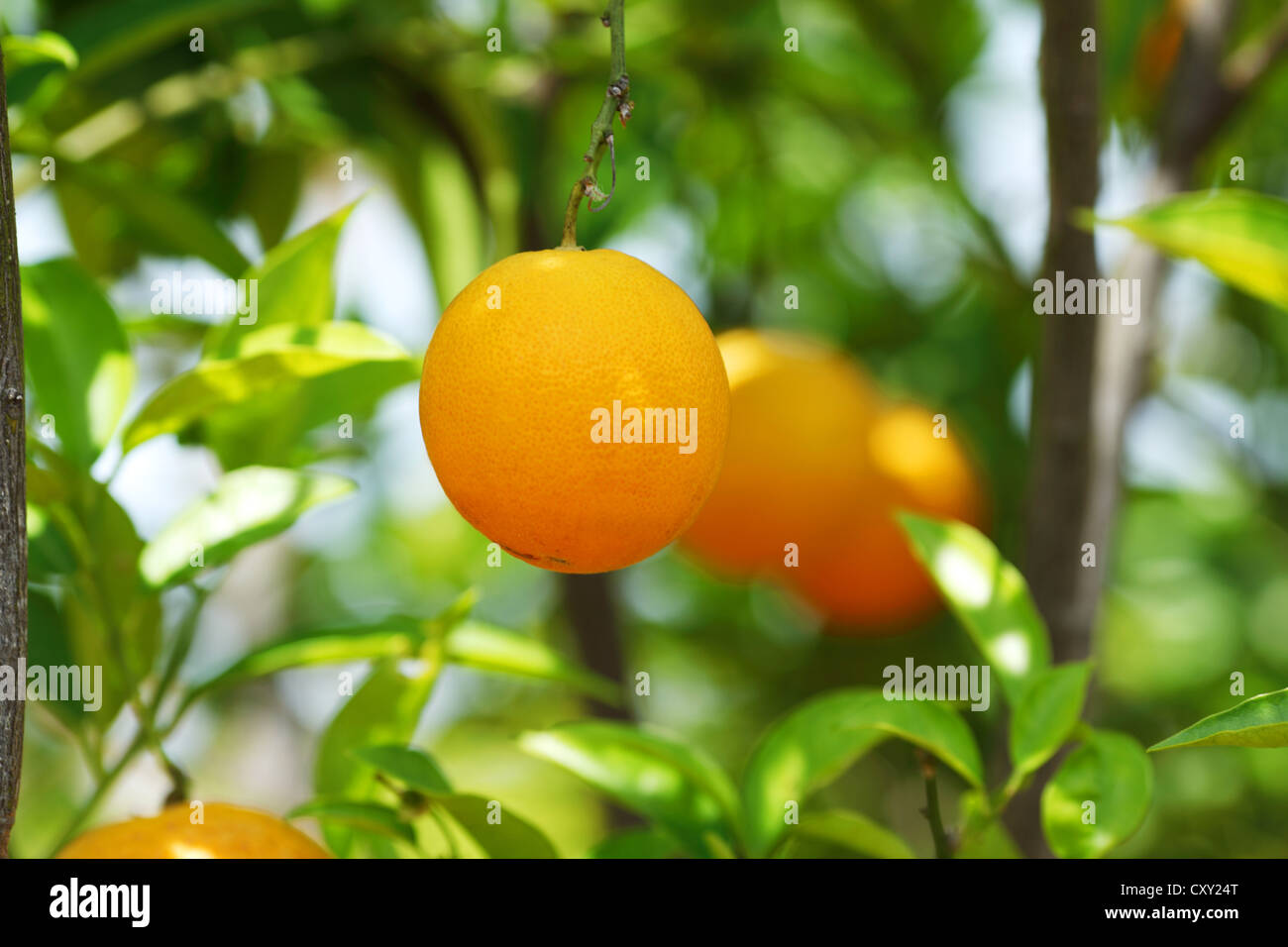 branch orange tree fruits green leaves in Valencia Spain Stock Photo - Alamy
