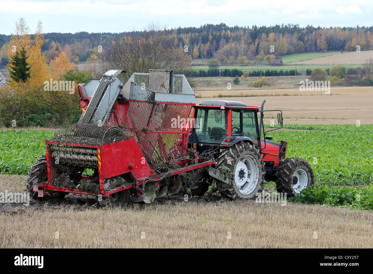 Sugar beet harvester and red tractor by field of sugar beet in autumn ...