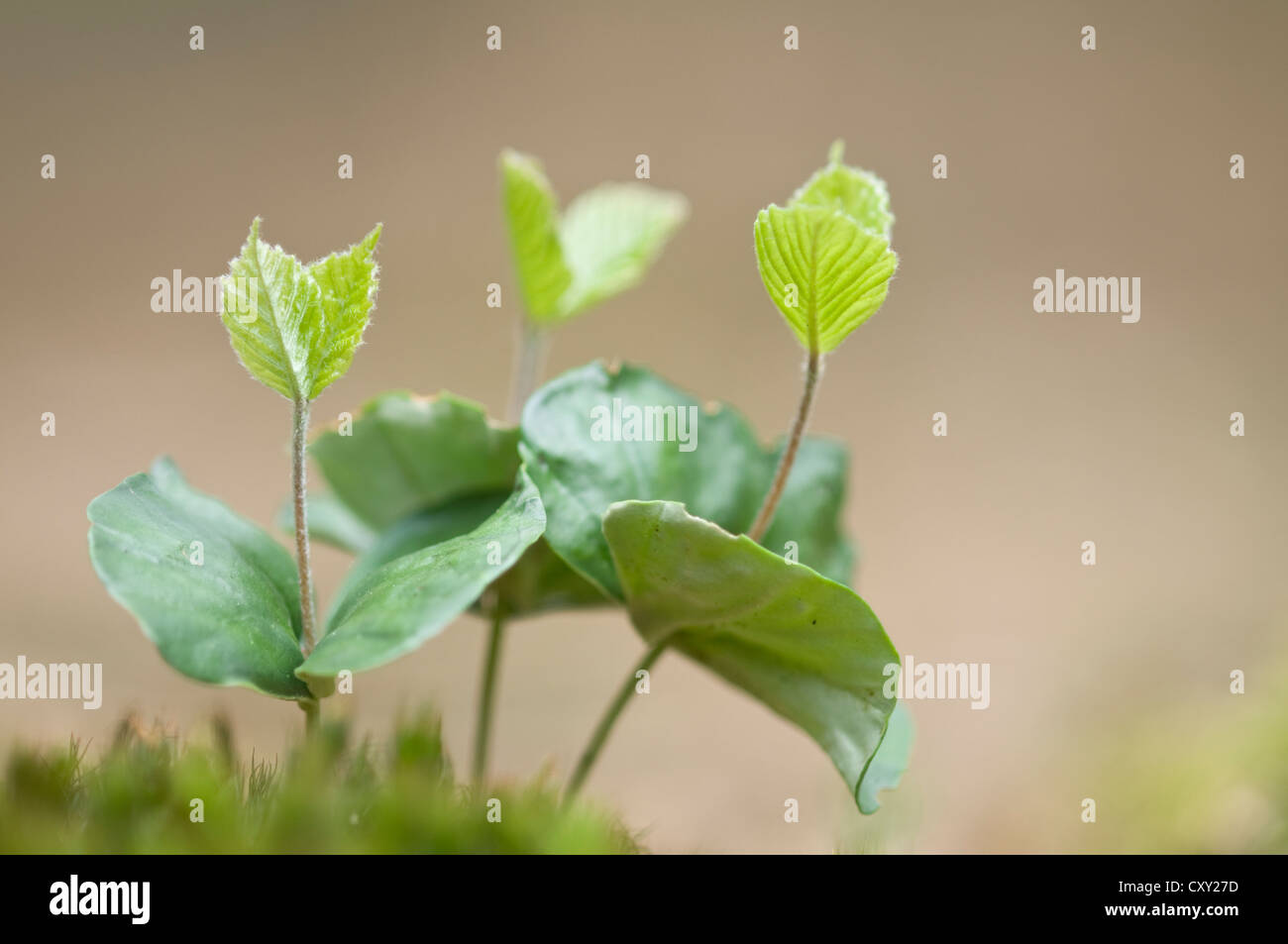 Seedlings of a European Beech (Fagus sylvatica), Tinner Loh, Haren ...