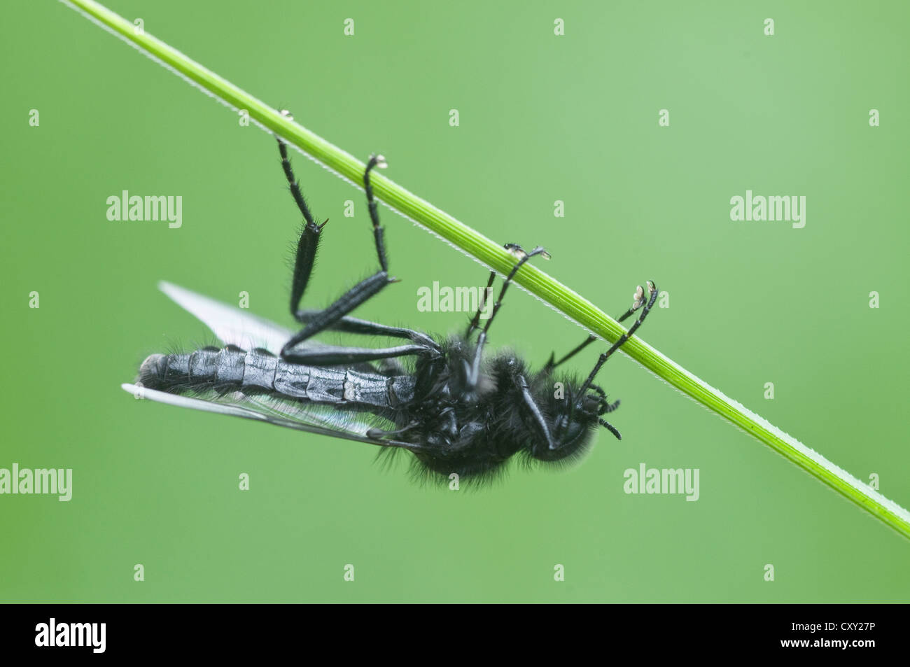March flies hi-res stock photography and images - Alamy