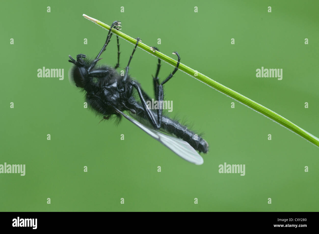 March flies hi-res stock photography and images - Alamy