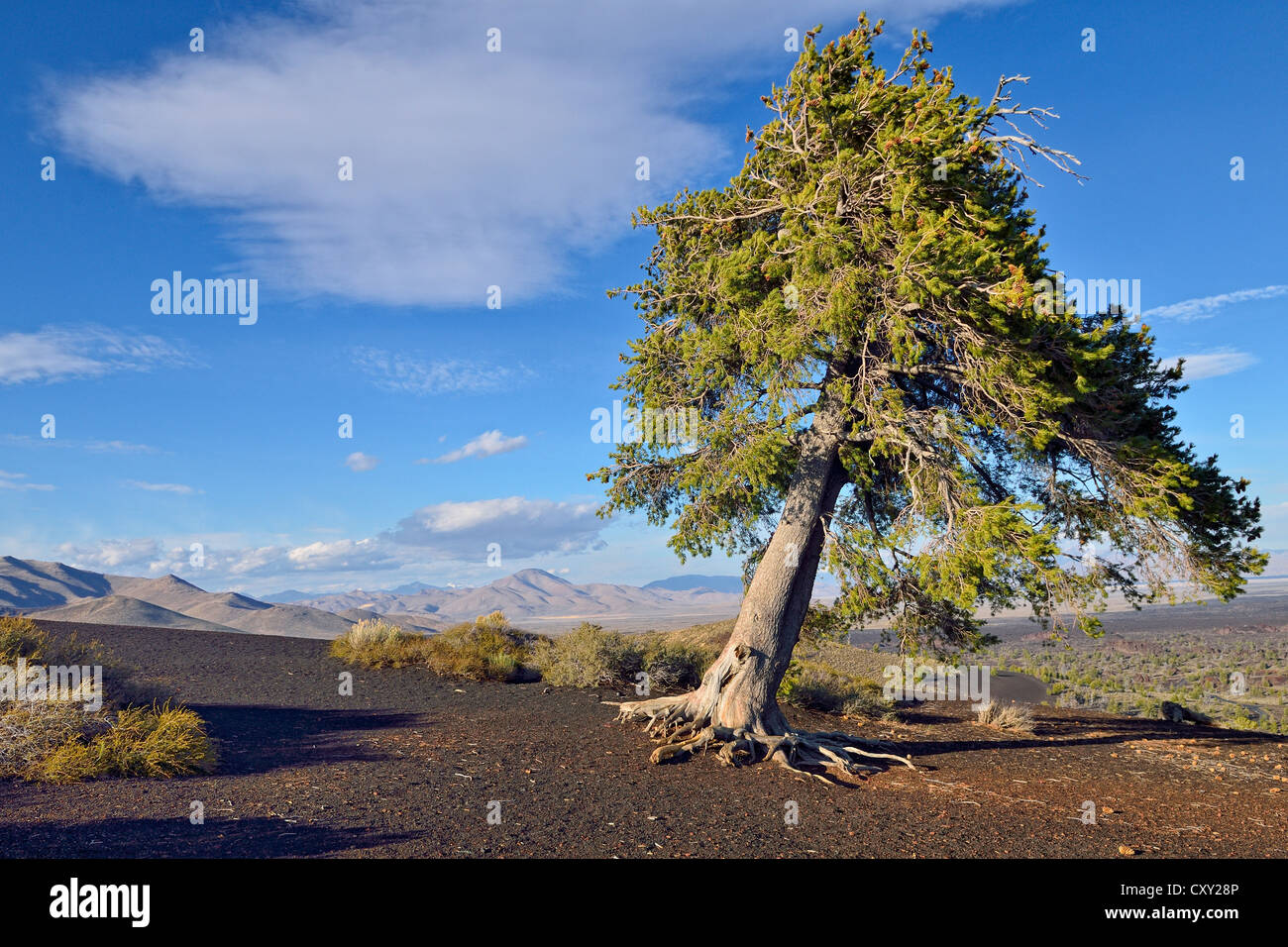Cone shaped trees hi-res stock photography and images - Alamy