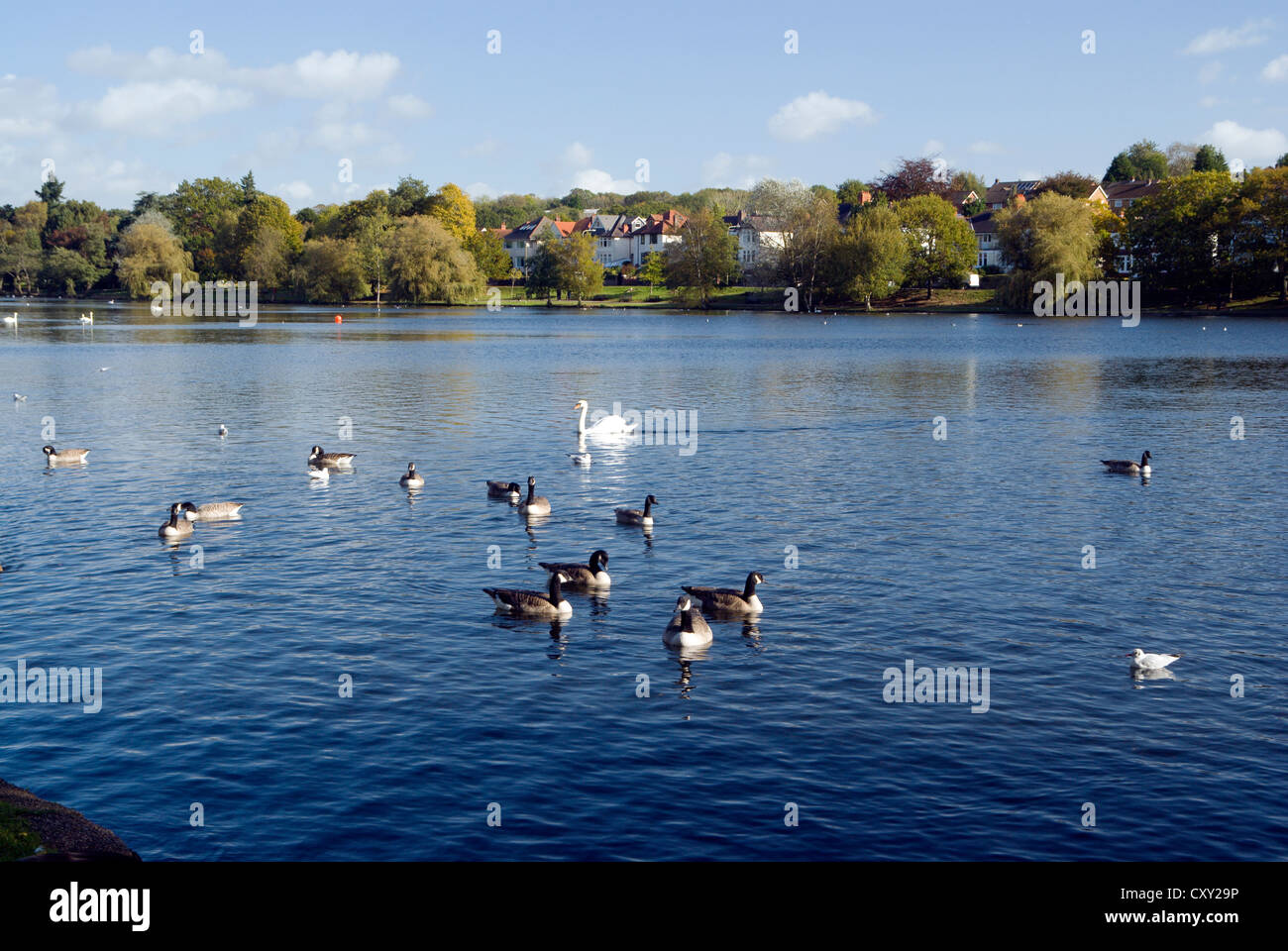 Roath park cardiff public space wales hi-res stock photography and ...