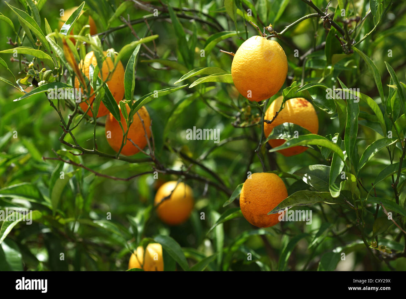branch orange tree fruits green leaves Stock Photo - Alamy