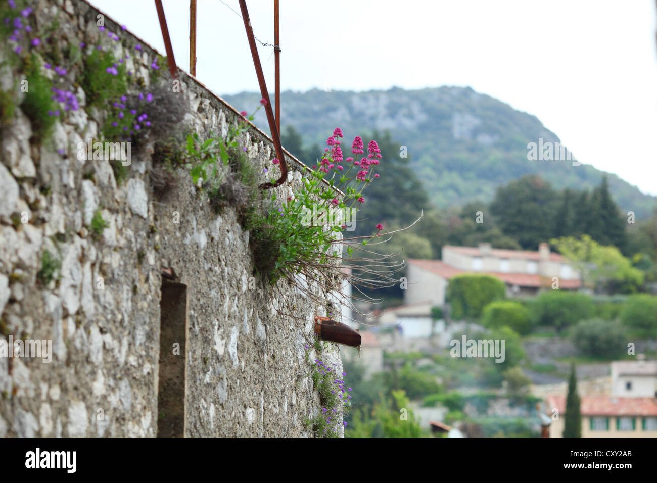 Lavender plant in the garden of an English stately home Stock Photo - Alamy