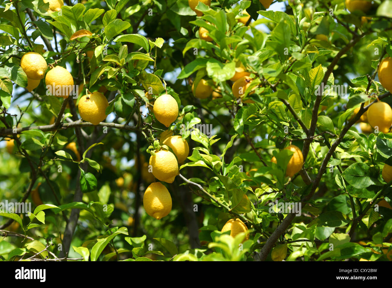 Lemon close up Stock Photo - Alamy