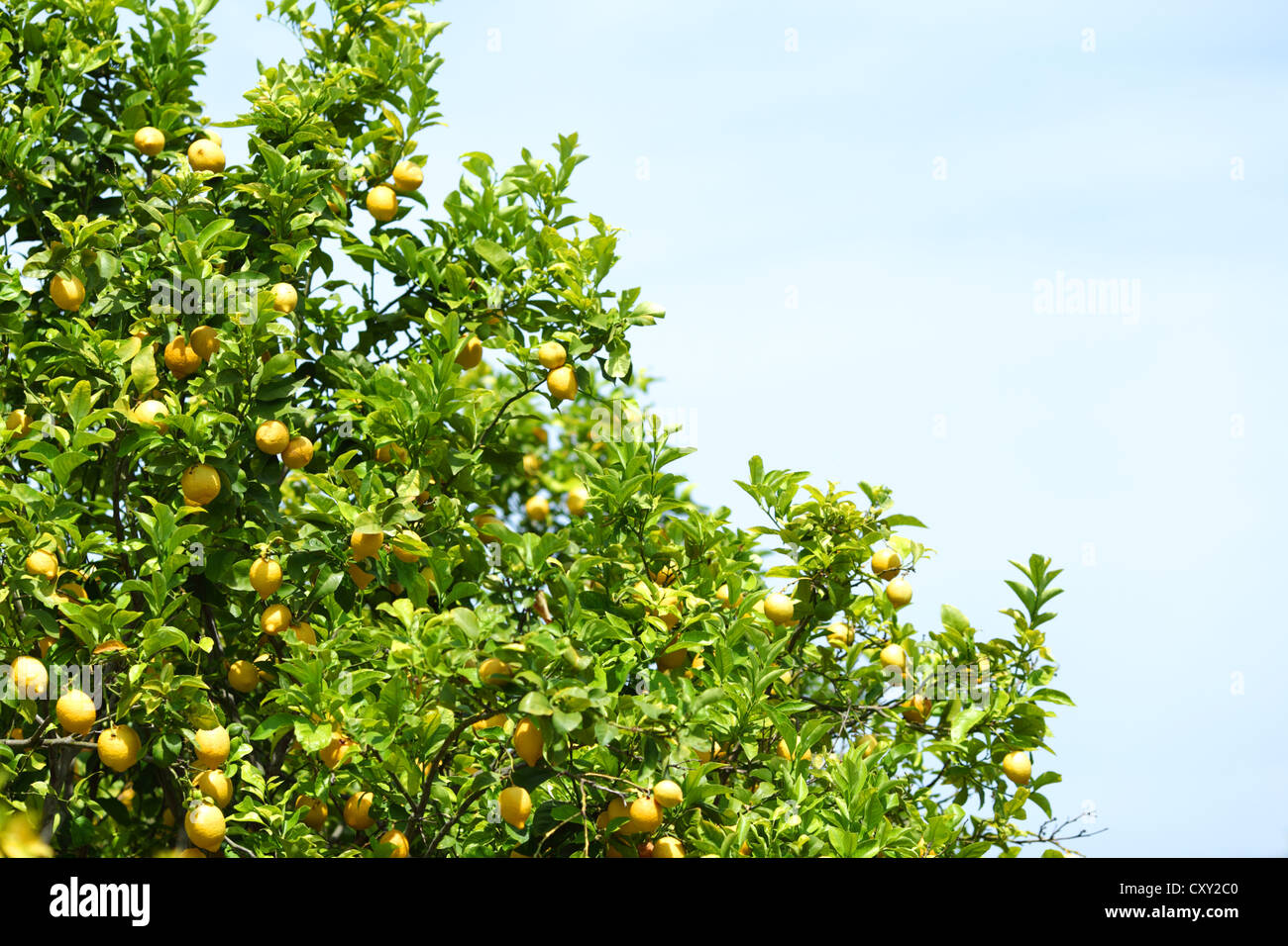 Lemon close up Stock Photo - Alamy