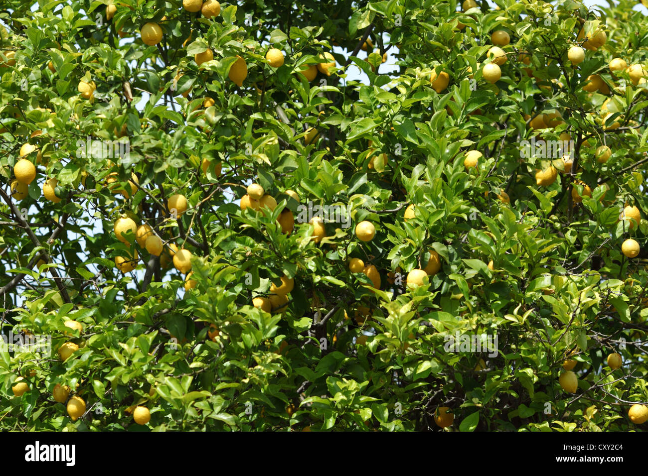 Lemon close up Stock Photo - Alamy