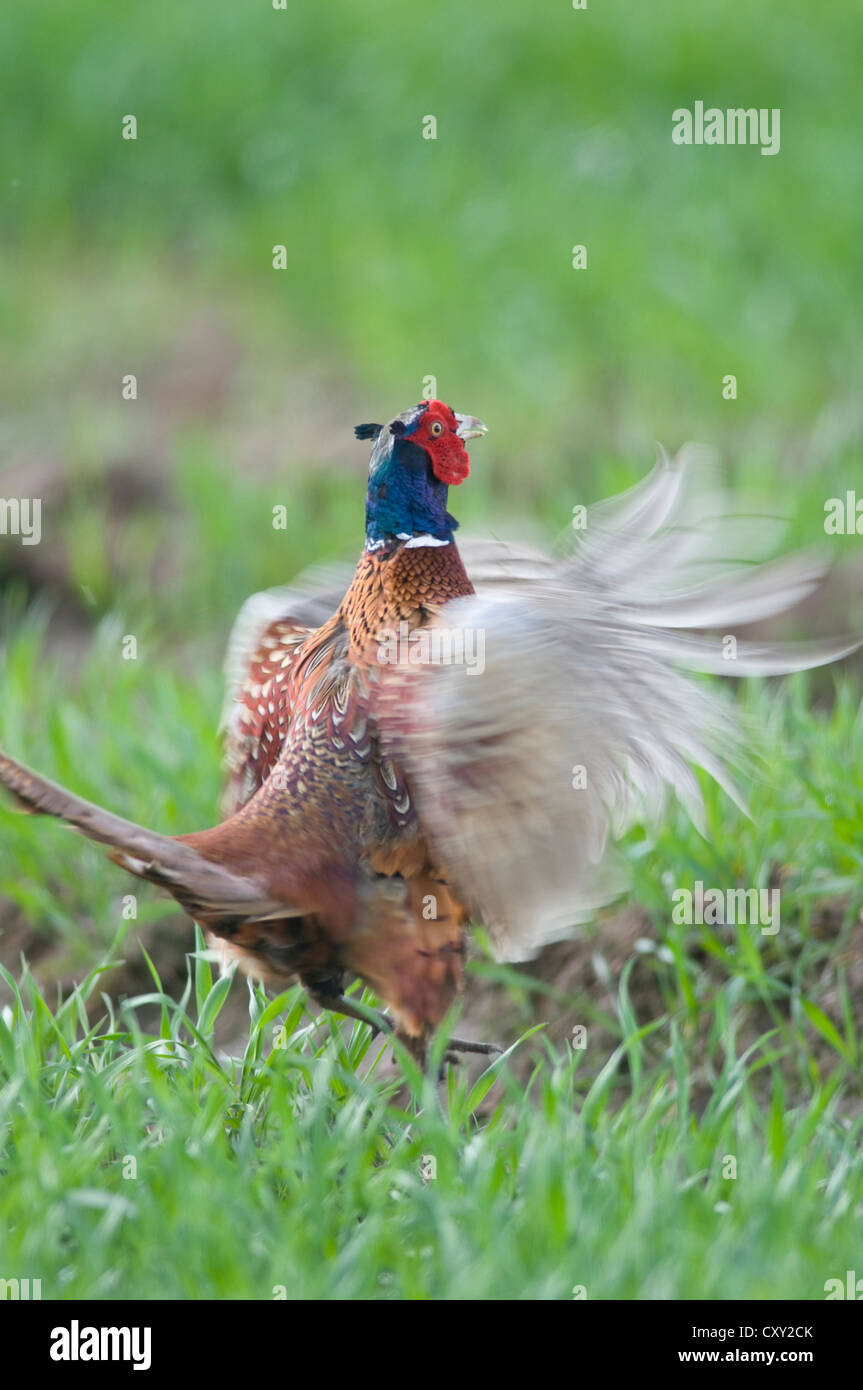 Pheasants mating hi-res stock photography and images - Alamy