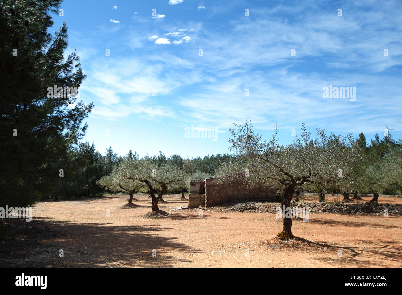 Olive Trees in spain Stock Photo - Alamy