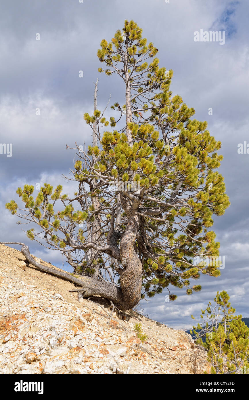 Shore pine pinus contorta contorta hi-res stock photography and images ...