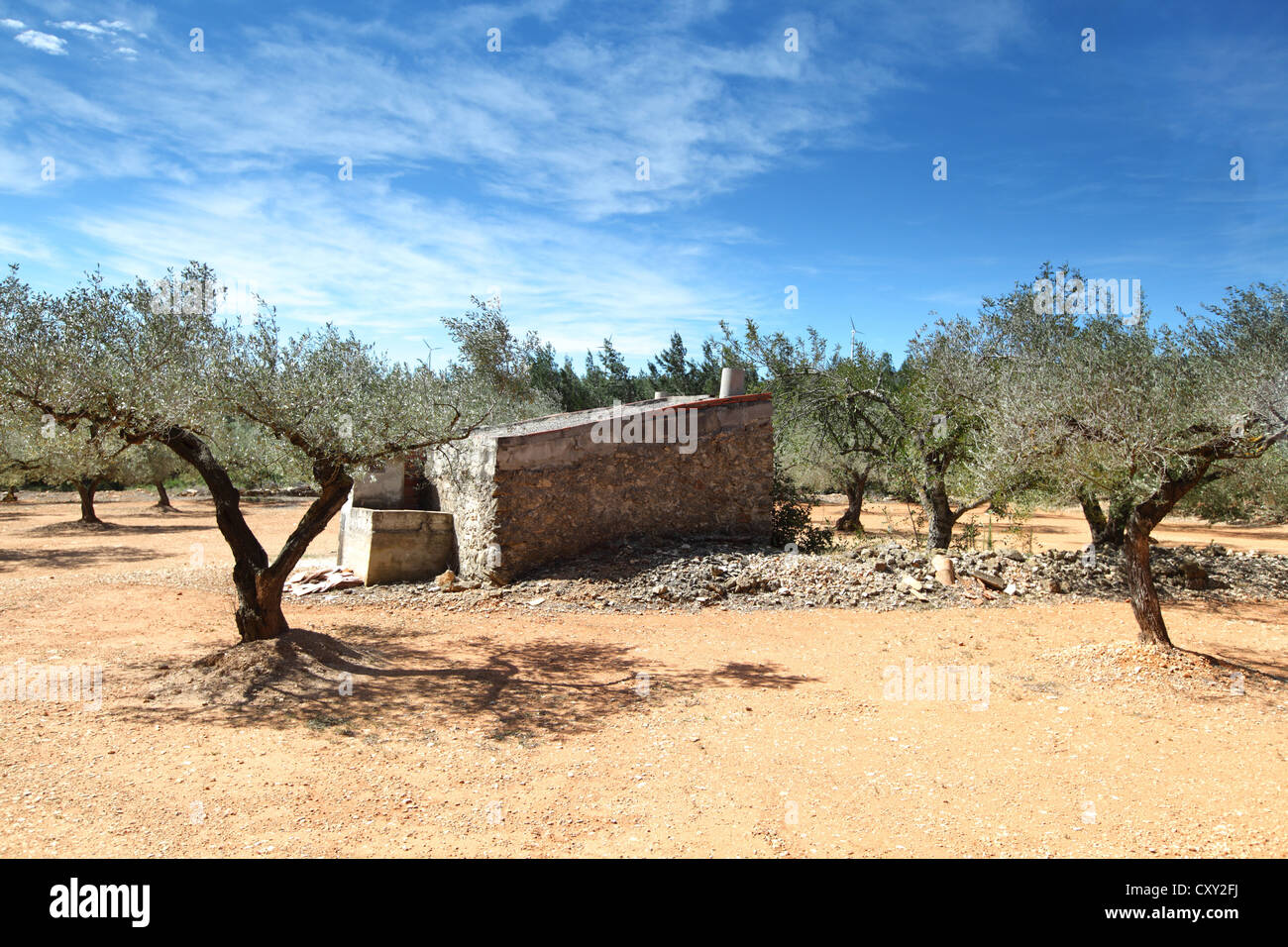 Olive Trees in spain Stock Photo - Alamy