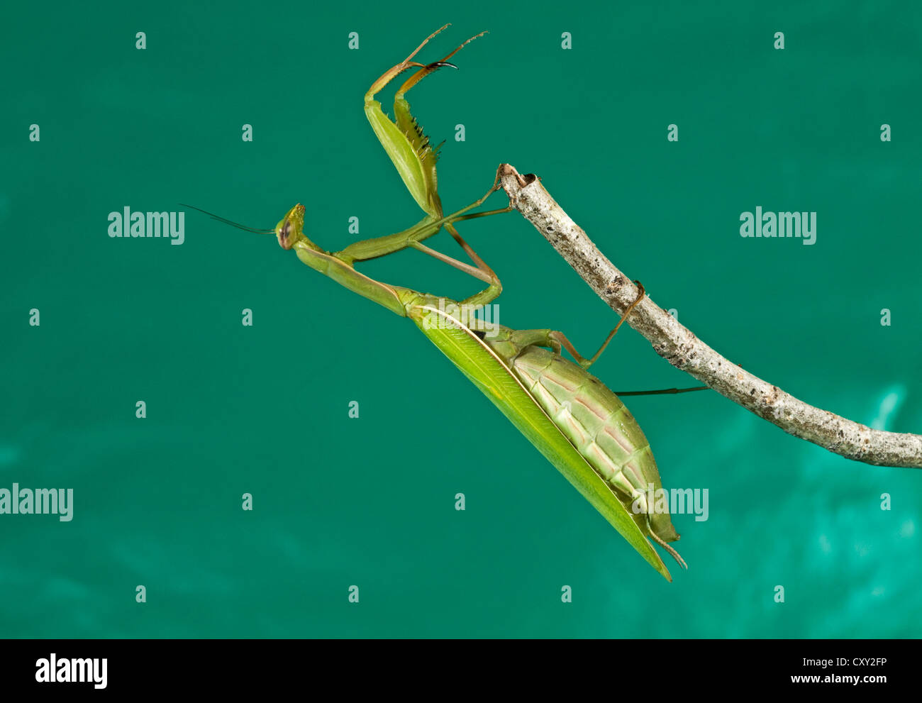 Praying mantis hunting hi-res stock photography and images - Alamy
