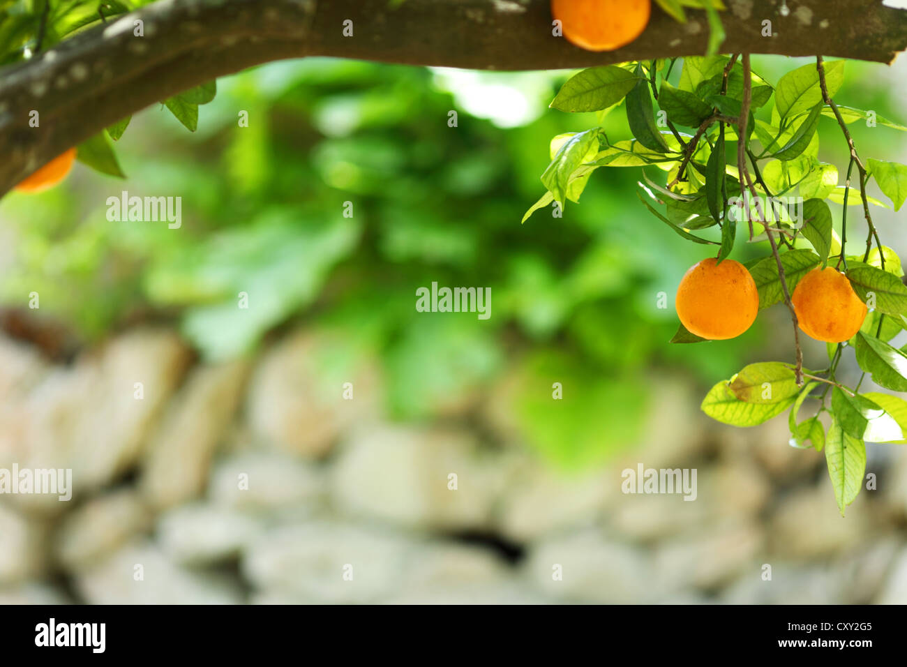 orange tree close-up Stock Photo - Alamy