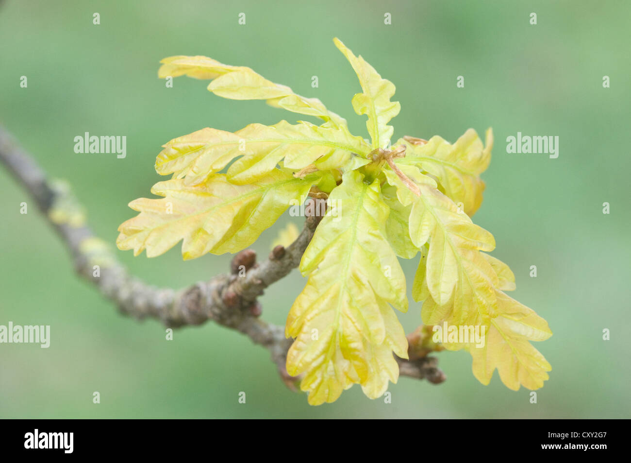 English oak quercus robur flowers quercus flower oak hi-res stock ...