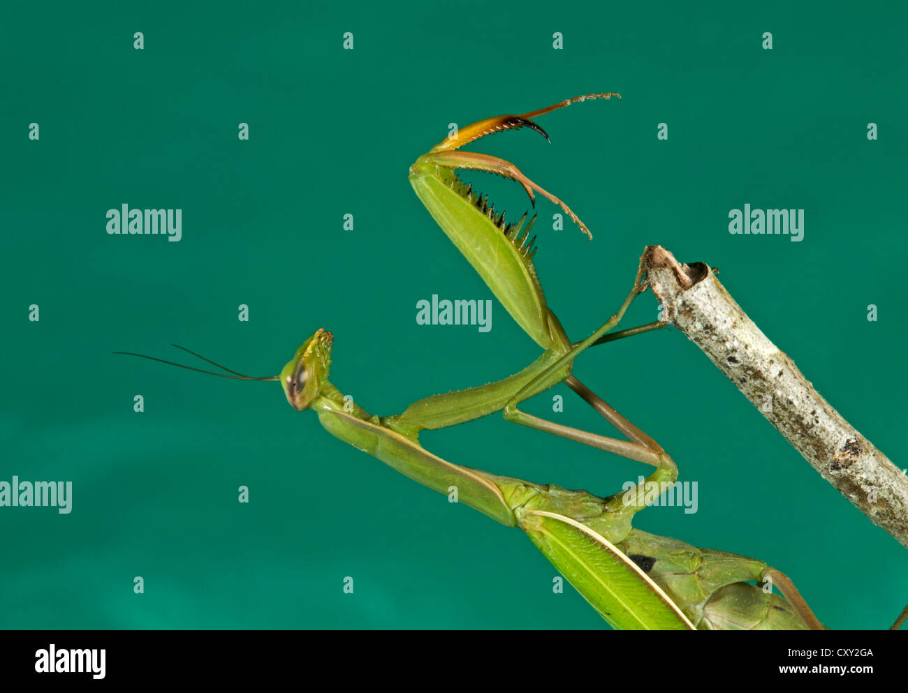 Praying mantis hunting hi-res stock photography and images - Alamy