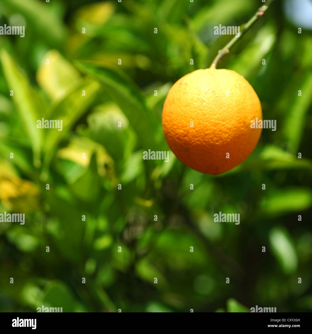 orange tree close-up Stock Photo - Alamy