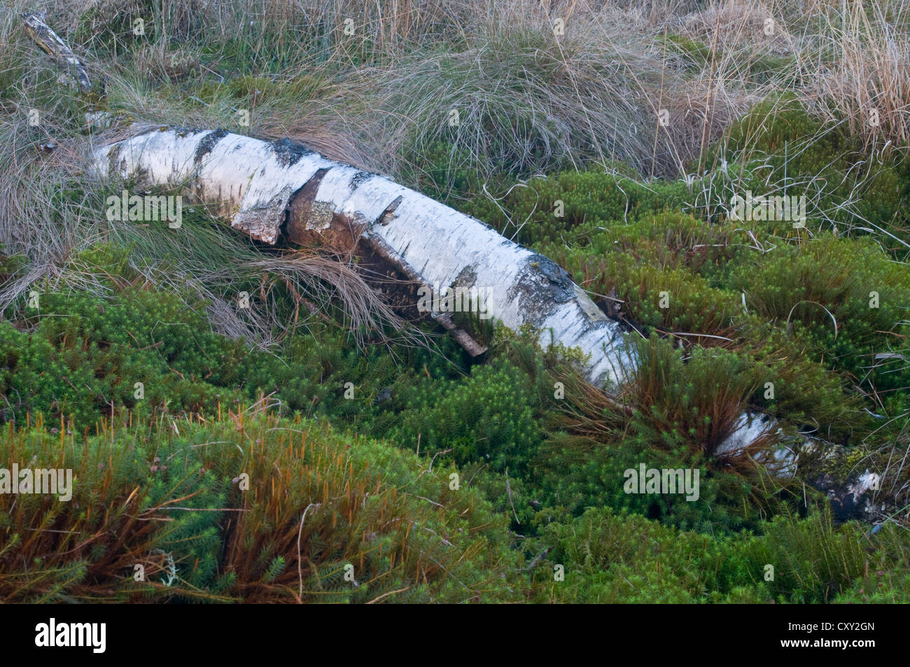 Dose photos hi-res stock photography and images - Alamy