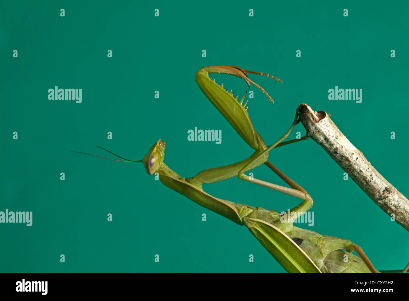 Praying mantis hunting hi-res stock photography and images - Alamy