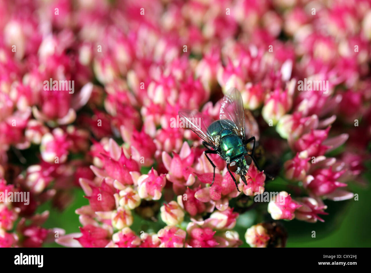 Flowers background shallow depth hi-res stock photography and images ...