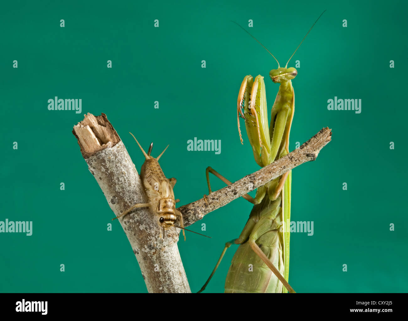 Preying Mantis Hunting High Resolution Stock Photography and Images - Alamy