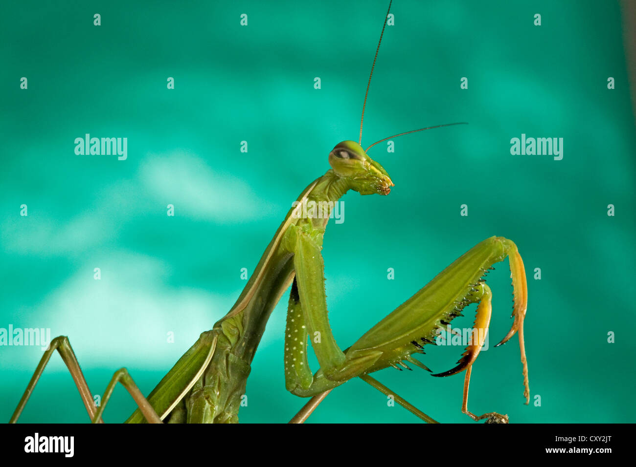 Preying Mantis Hunting High Resolution Stock Photography and Images - Alamy