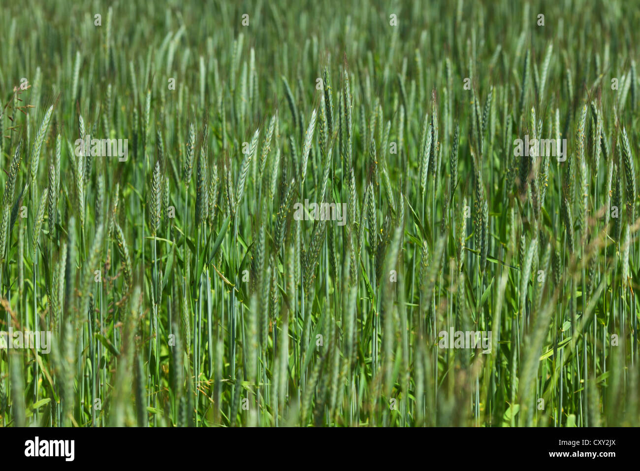 Early spring wheat field Stock Photo - Alamy