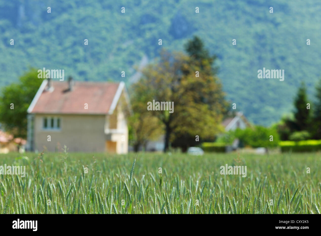 Early spring wheat field Stock Photo - Alamy