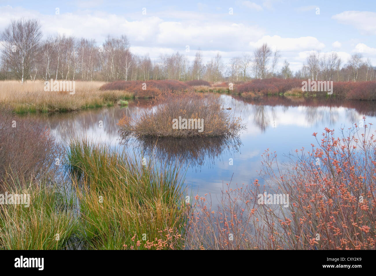 Myrica gale hi-res stock photography and images - Alamy