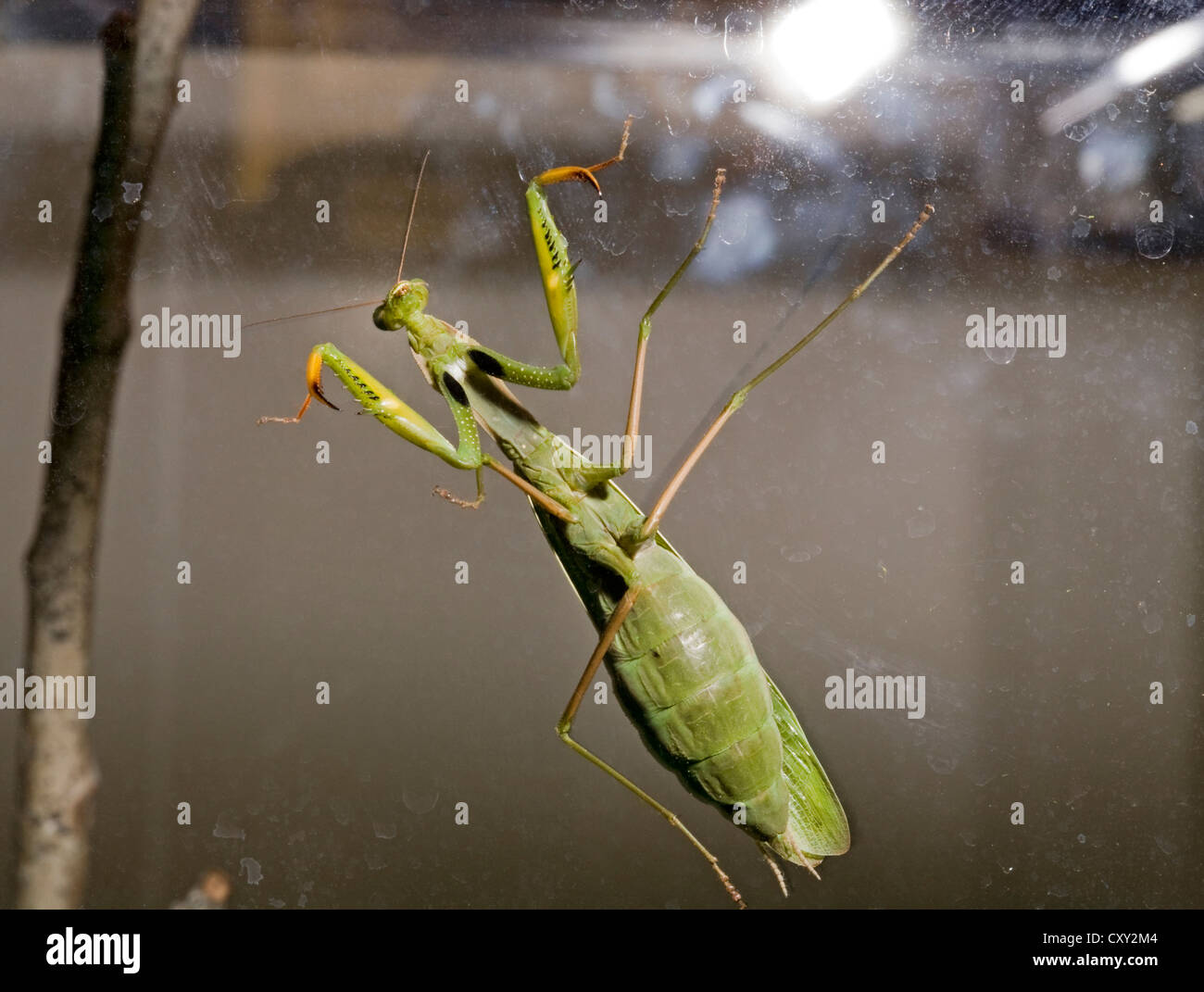 Mantis feeding on an insect hi-res stock photography and images - Alamy