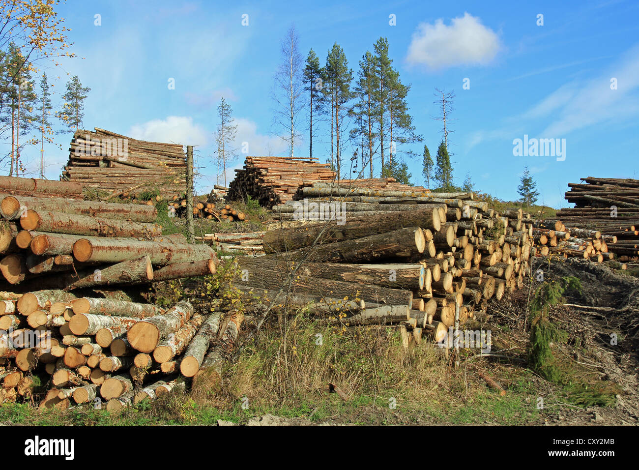 Piles of logs at forest clearcut in autumn in Finland Stock Photo - Alamy