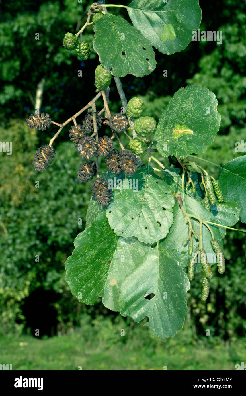 Common Alder Alnus glutinosa Betulaceae Stock Photo - Alamy