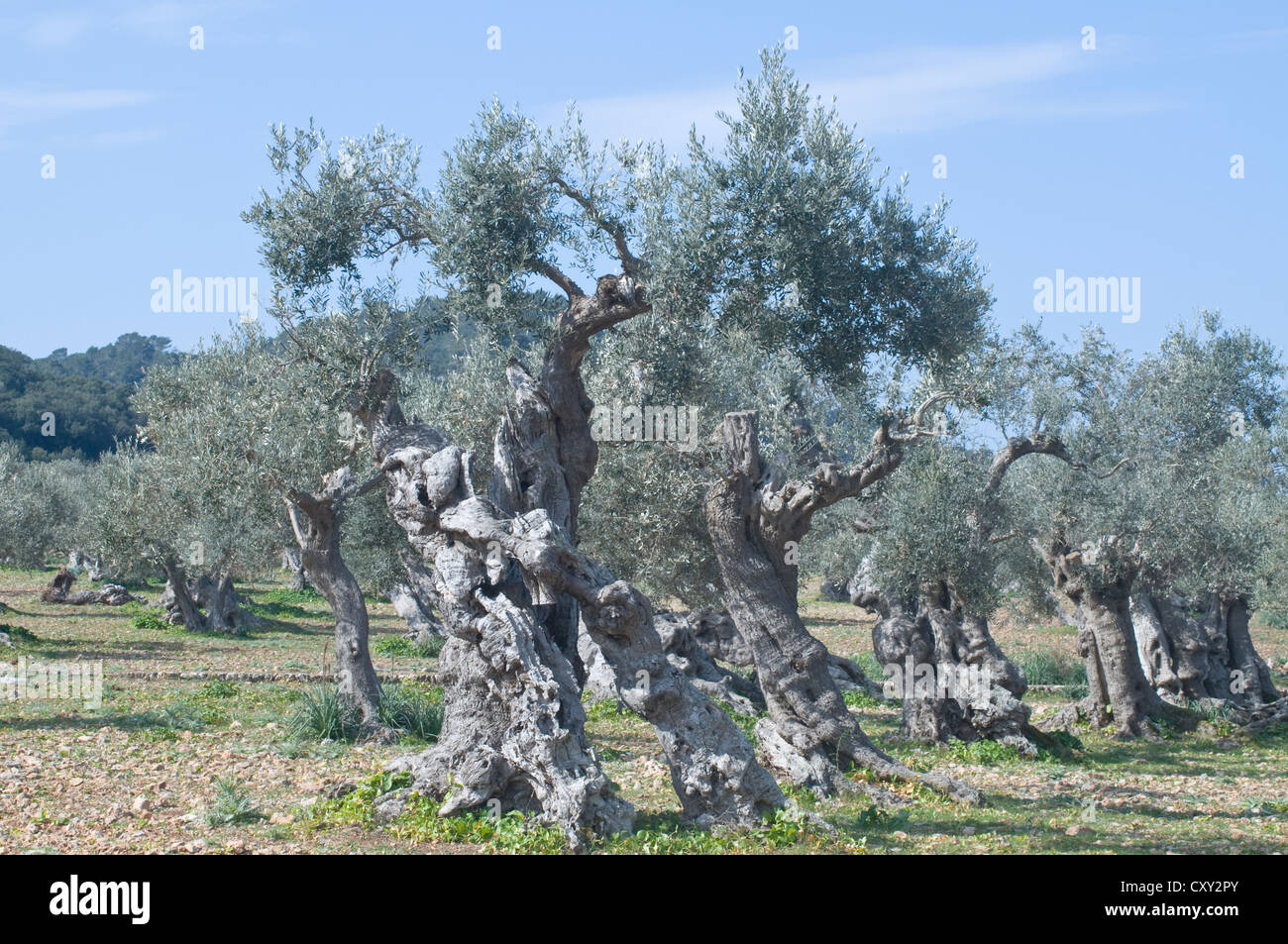 Old Olive Trees (Olea europaea), Tramuntana, Majorca, Spain, Europe ...