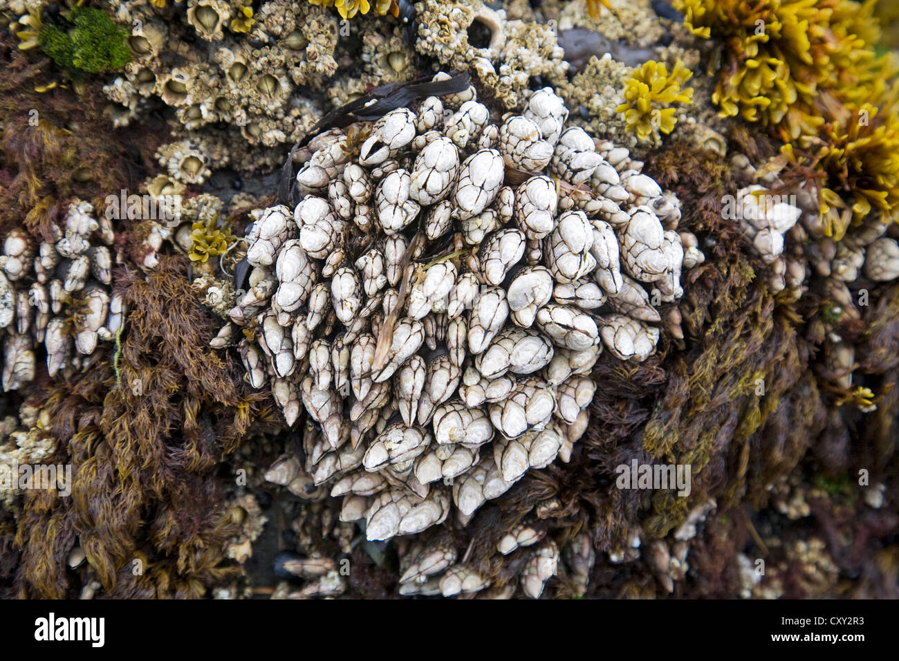 Tide pool creatures hi-res stock photography and images - Alamy