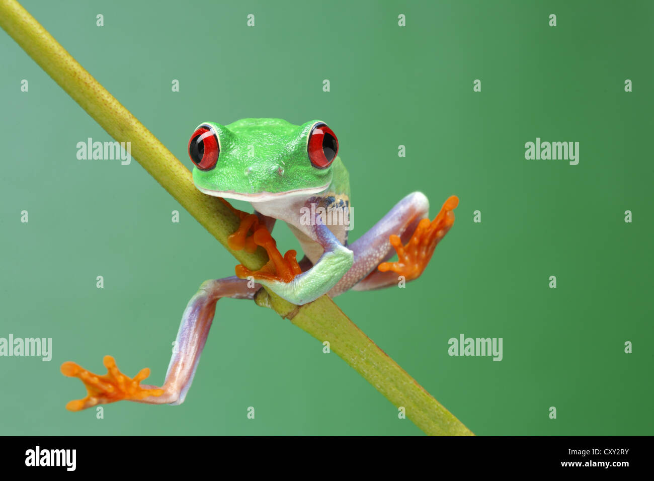 Tree Frog Climbing Branch