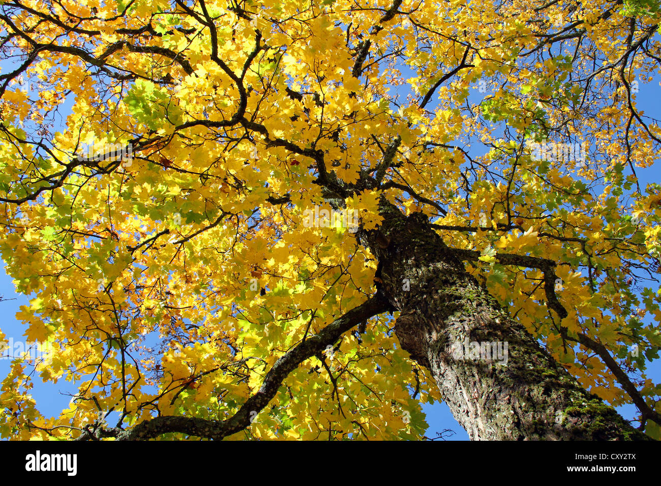 Maple tree with yellow fall leaves against bright blue sky Stock Photo - Alamy