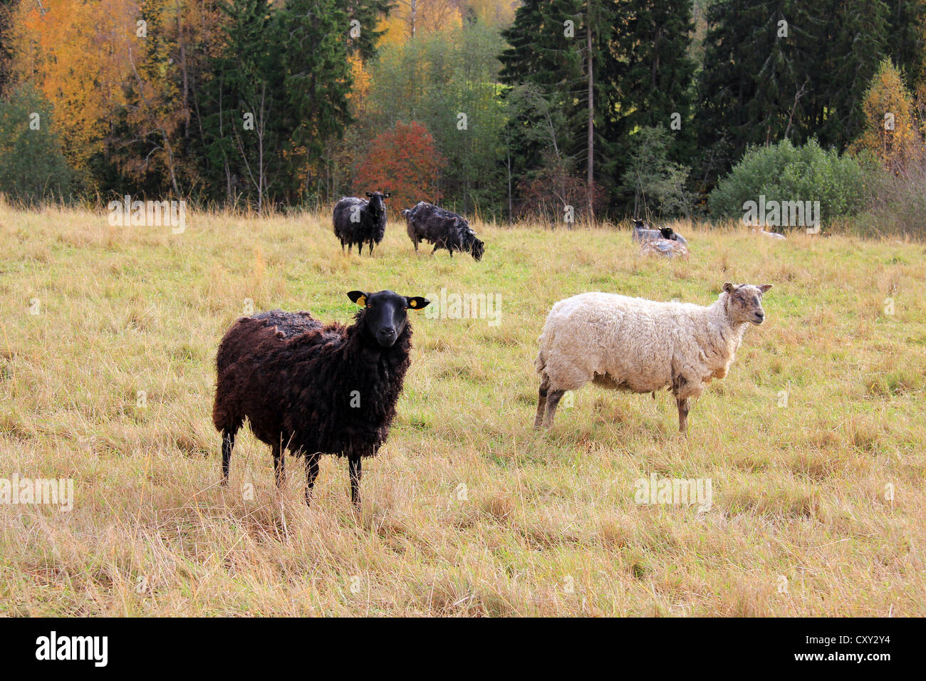 Sheep farming in finland hi-res stock photography and images - Alamy