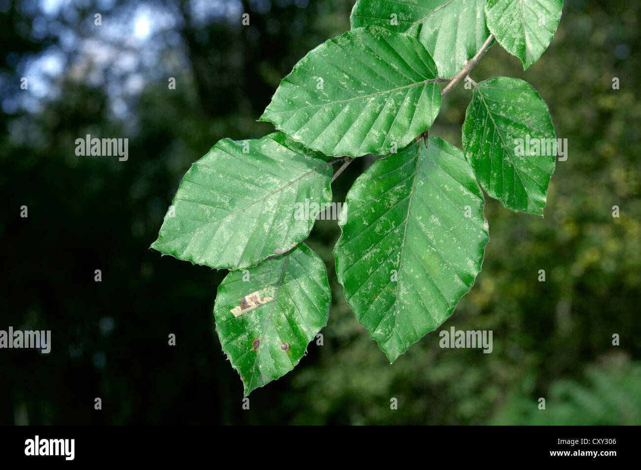 Beech Fagus sylvatica Fagaceae Stock Photo - Alamy