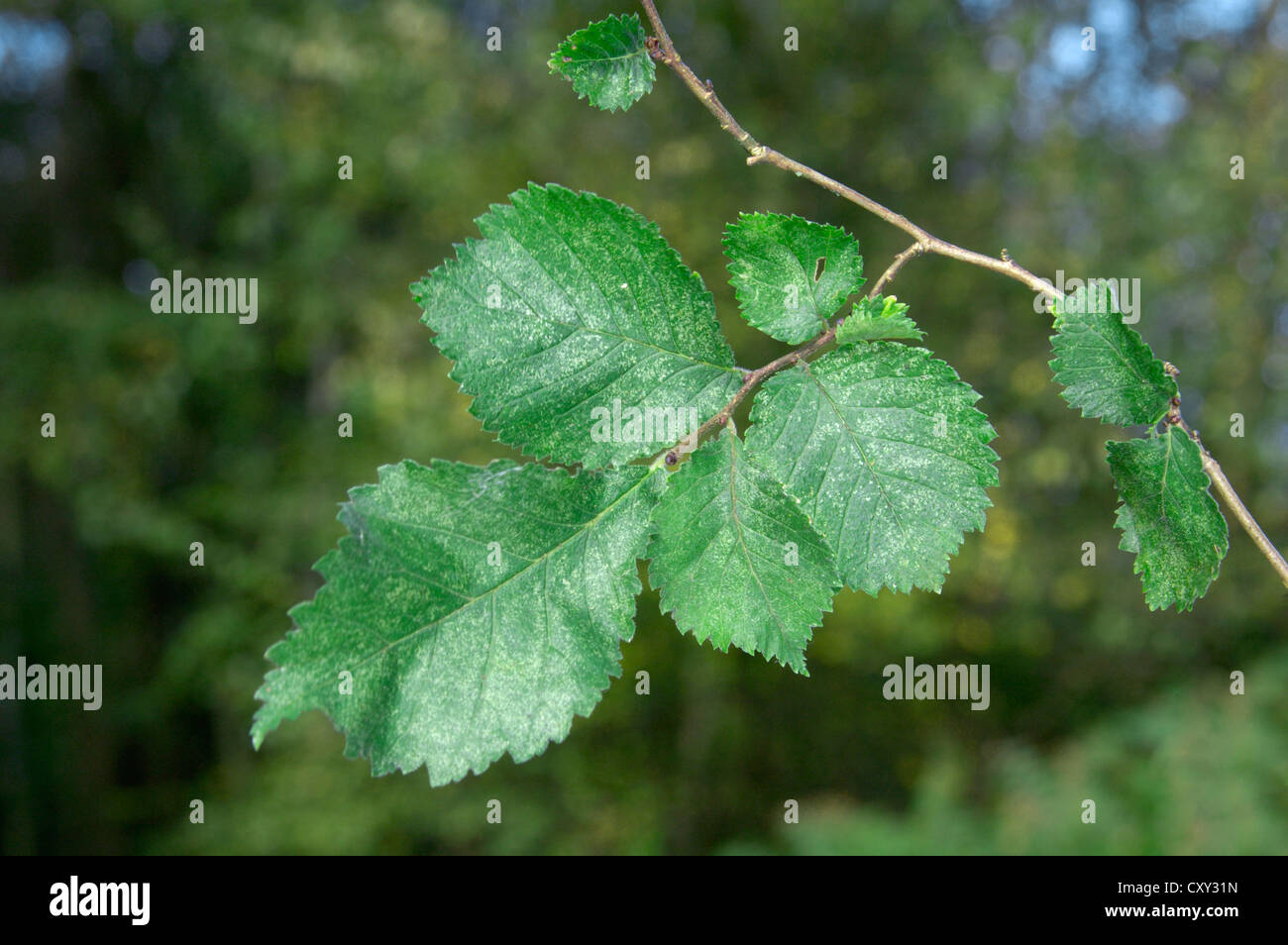 English Elm Ulmus procera Ulmaceae Stock Photo - Alamy