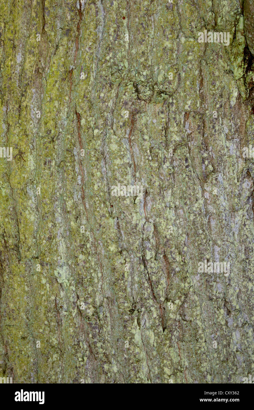 English oak tree pedunculate trunk bark hi-res stock photography and ...