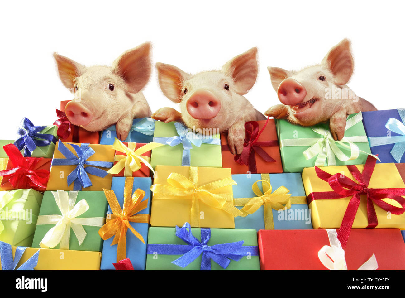 Three piglets lying on a mountain of gifts Stock Photo - Alamy