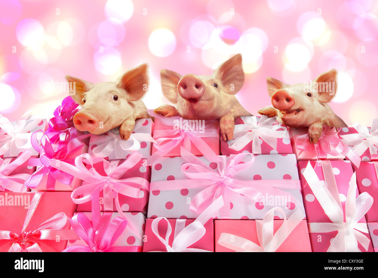 Three piglets on a stack of pink gifts Stock Photo - Alamy