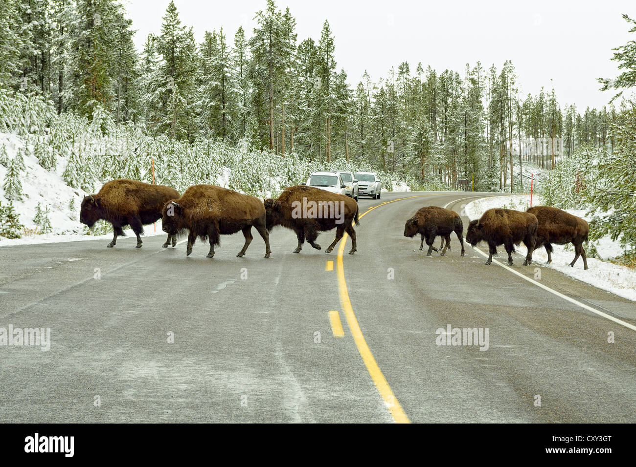 Crossing of american bison bison bison domestic cattle bos taurus hi ...