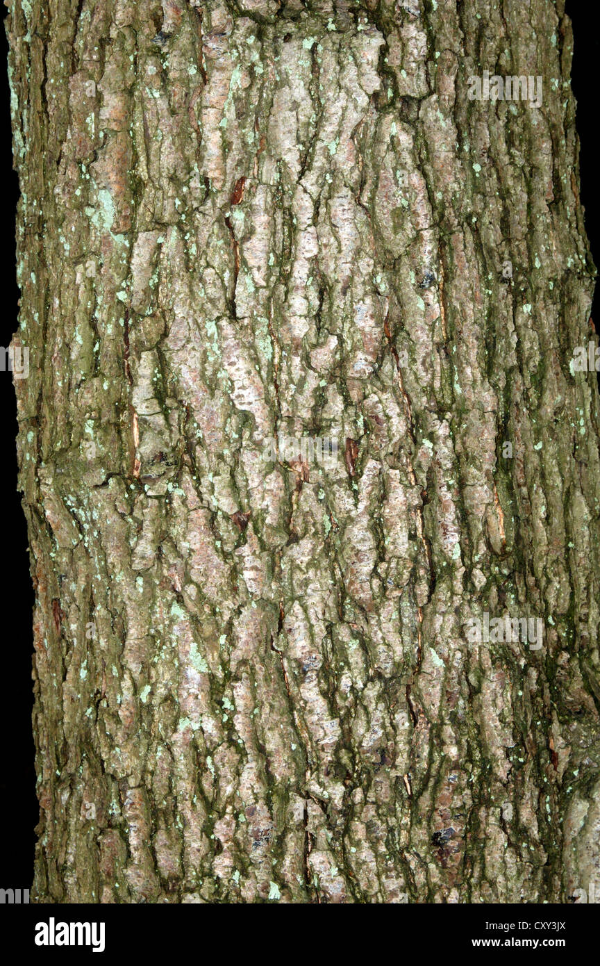 Common alder tree bark hi-res stock photography and images - Alamy