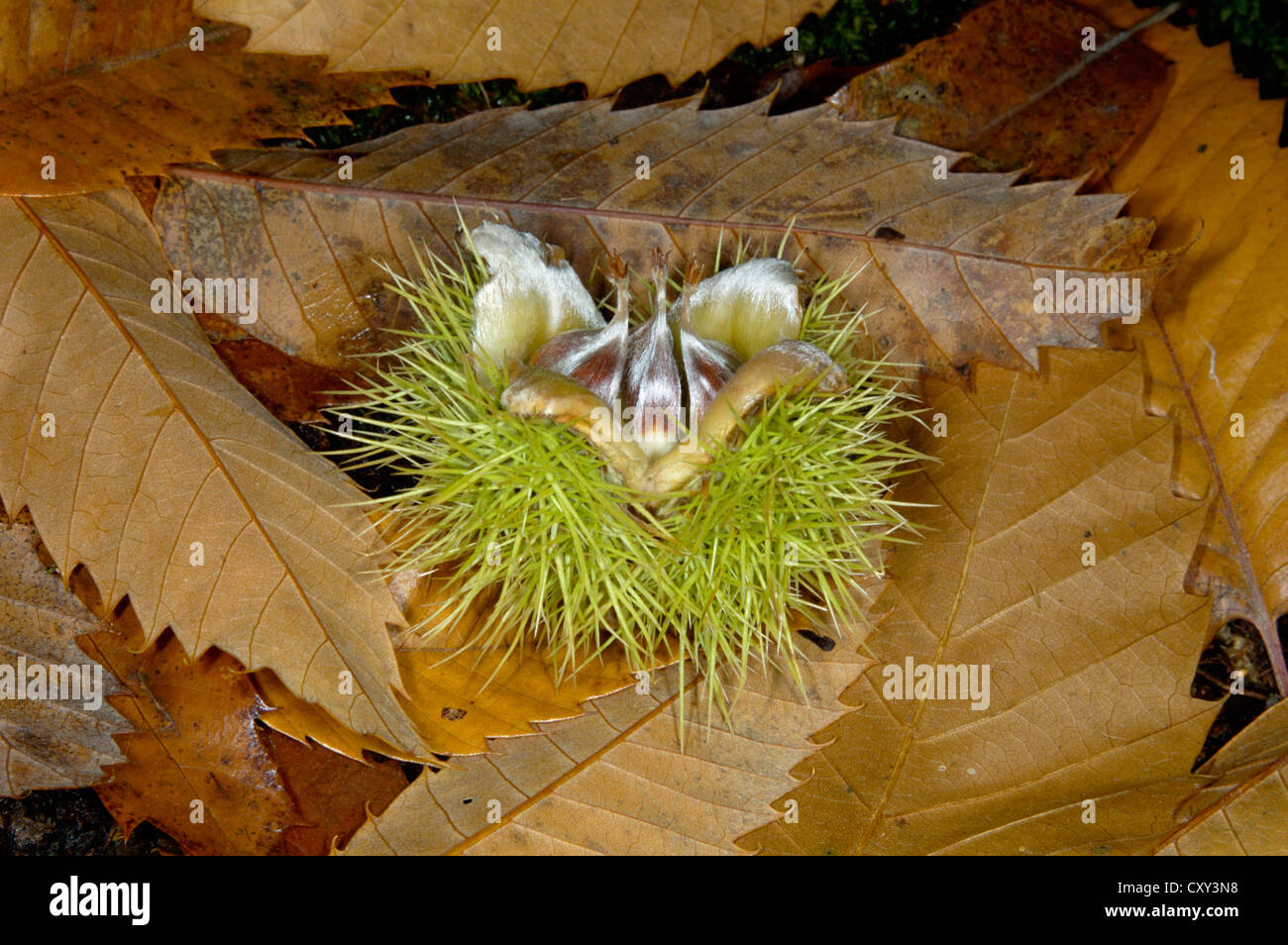 Castanea sativa fruit of the sweet chestnut tree hi-res stock ...