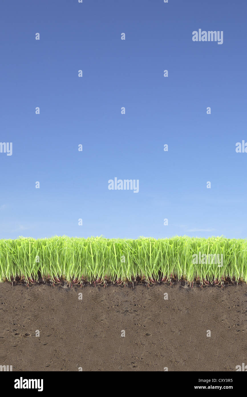 Cross-section of grass and soil Stock Photo - Alamy