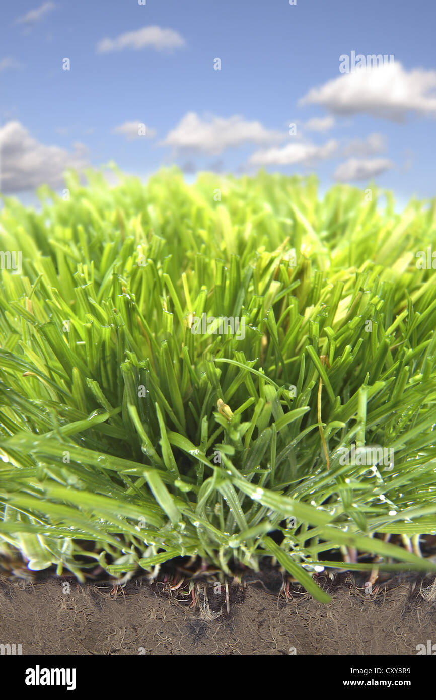 Cross-section of grass and soil Stock Photo - Alamy