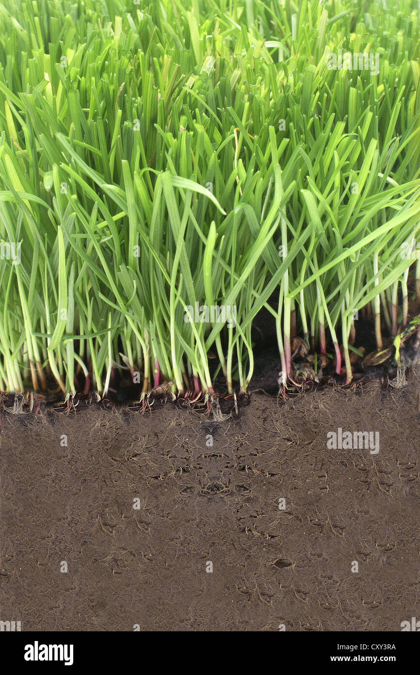 Grass cross section hi-res stock photography and images - Alamy