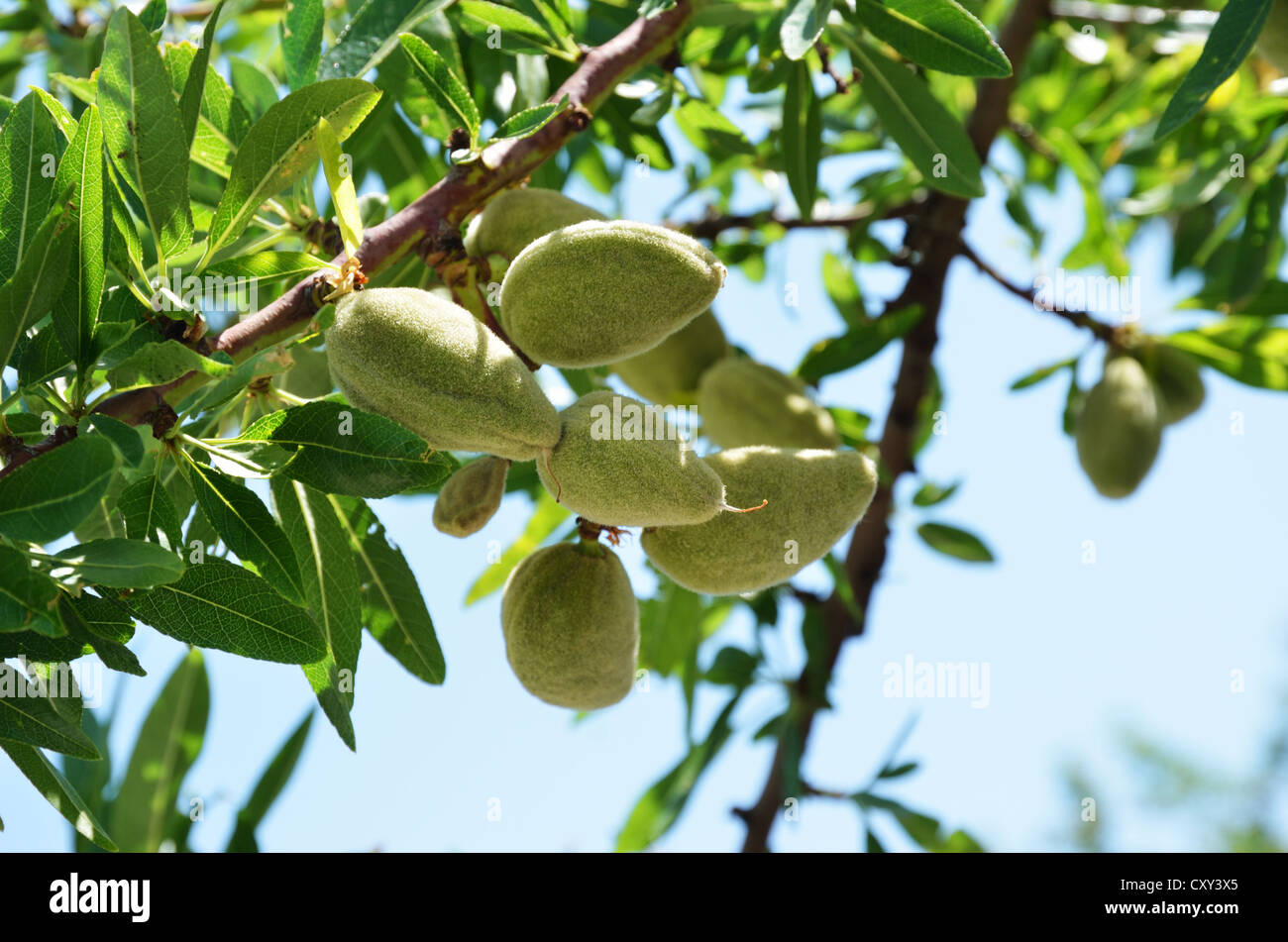 Almond tree branch hi-res stock photography and images - Alamy