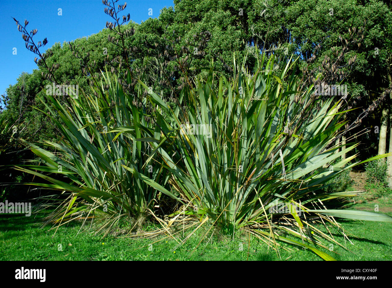 New Zealand Flax Phormium tenax Stock Photo - Alamy